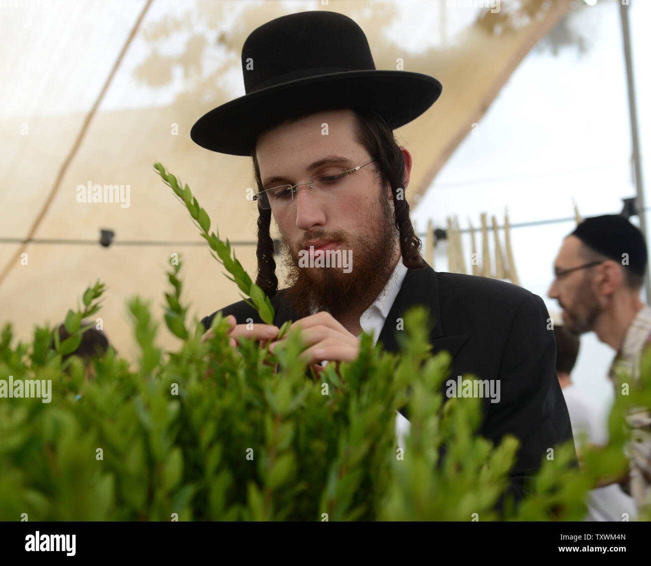 An Ultra-Orthodox Jew walks examines a myrtle branch, hadas, one of the ...