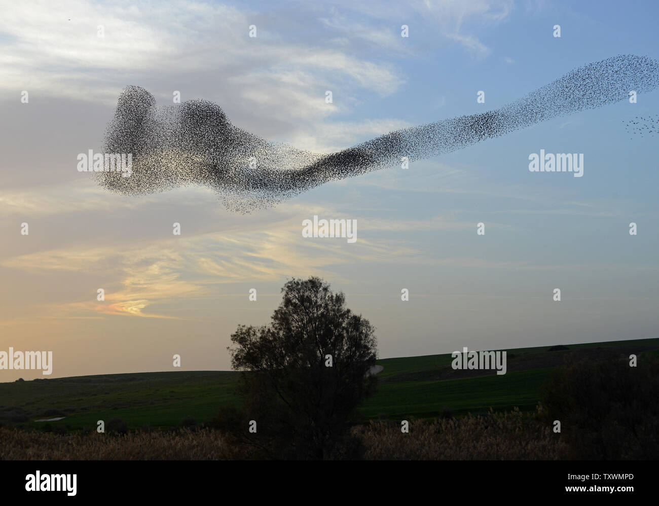 A flock of starlings perform their traditional dance at sunset before ...
