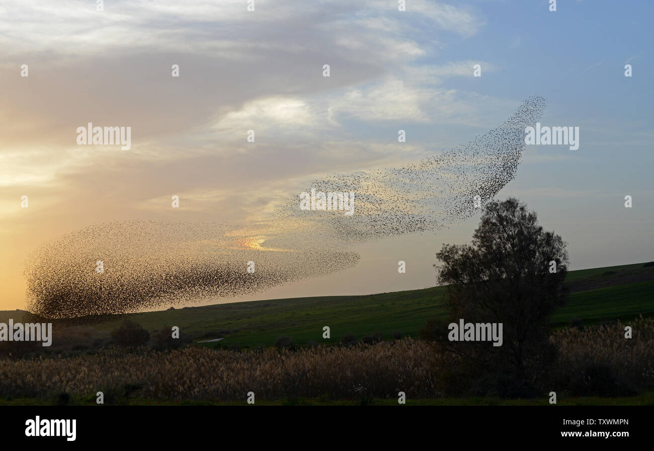 A flock of starlings perform their traditional dance at sunset before ...