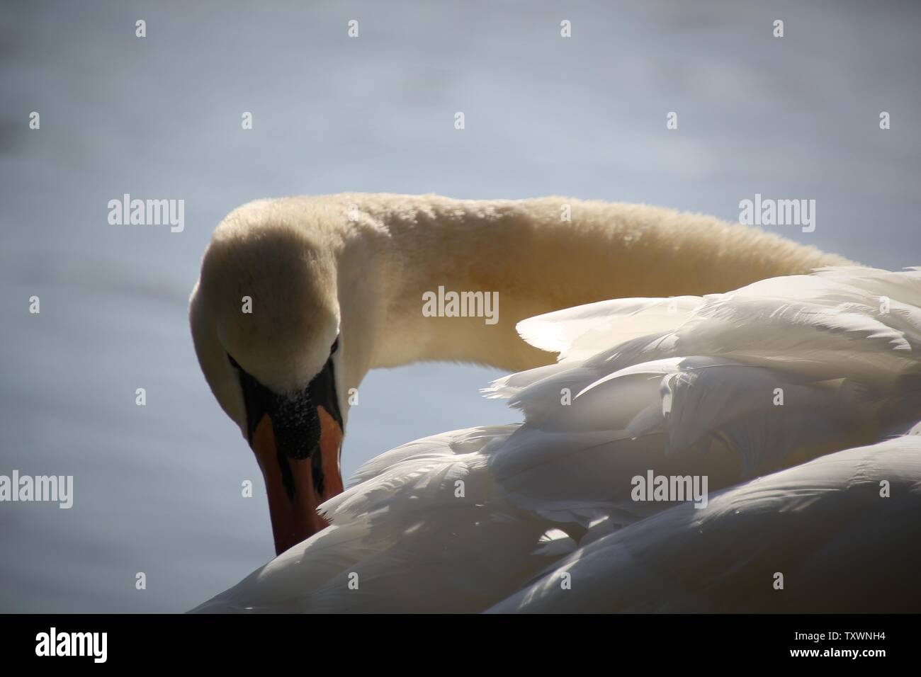 swan resting by the lake Stock Photo - Alamy