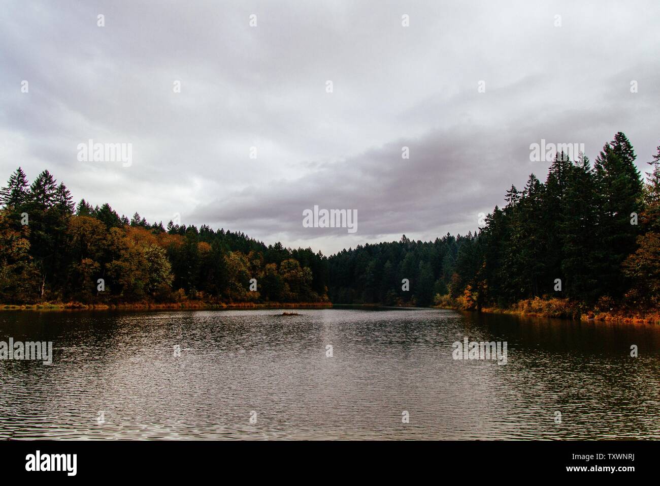 Beautiful scenery of a forest Stock Photo - Alamy