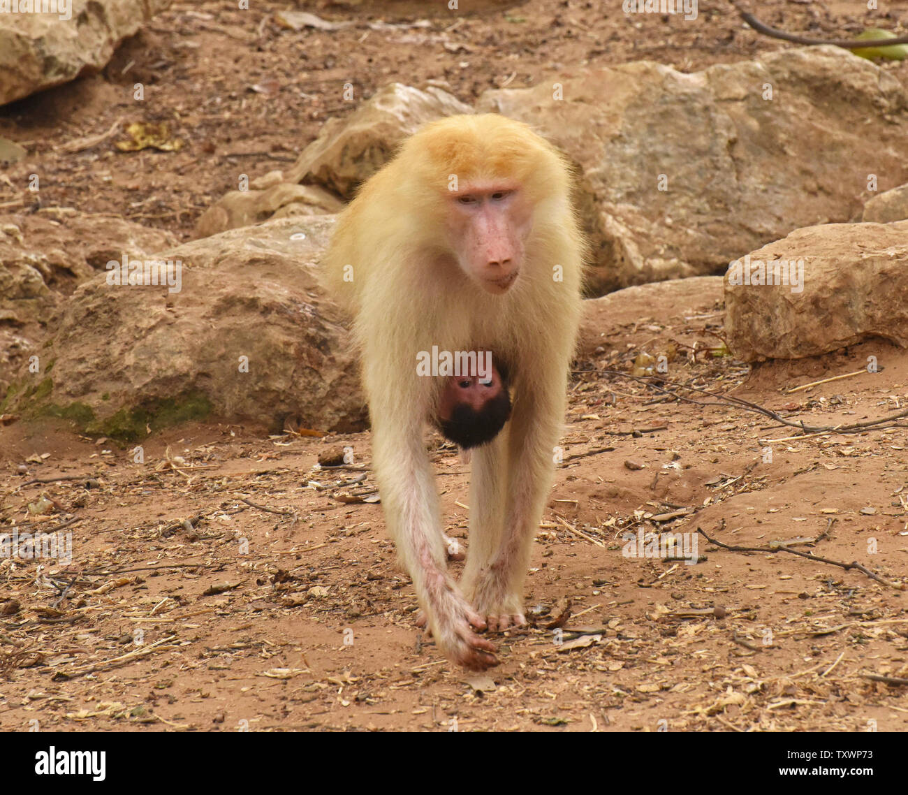 Sahara, a rare red-haired female Hamadryas Baboon walks while her three ...