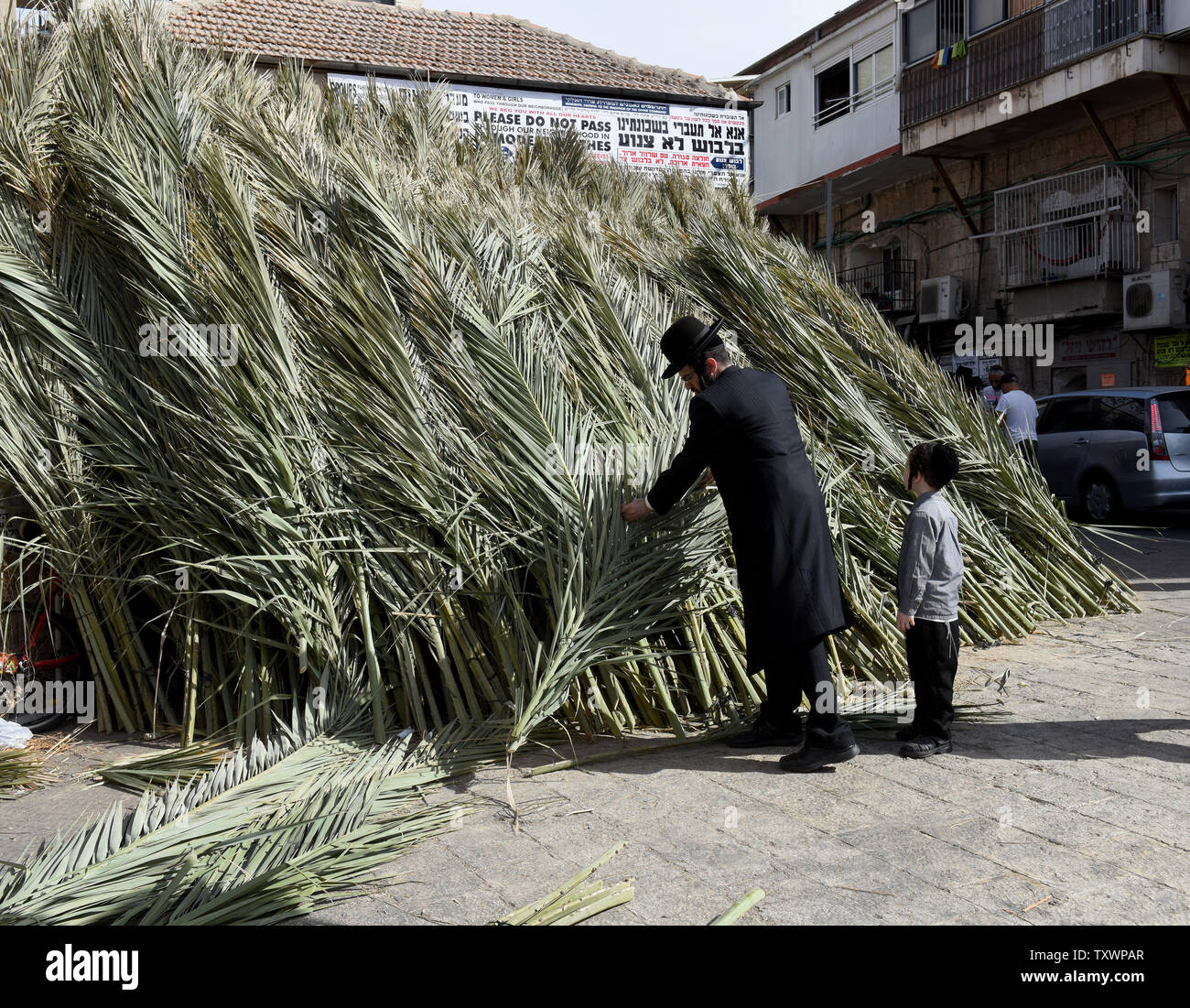 An Ultra-Orthodox Jew selects palm branches to be used in building a ...