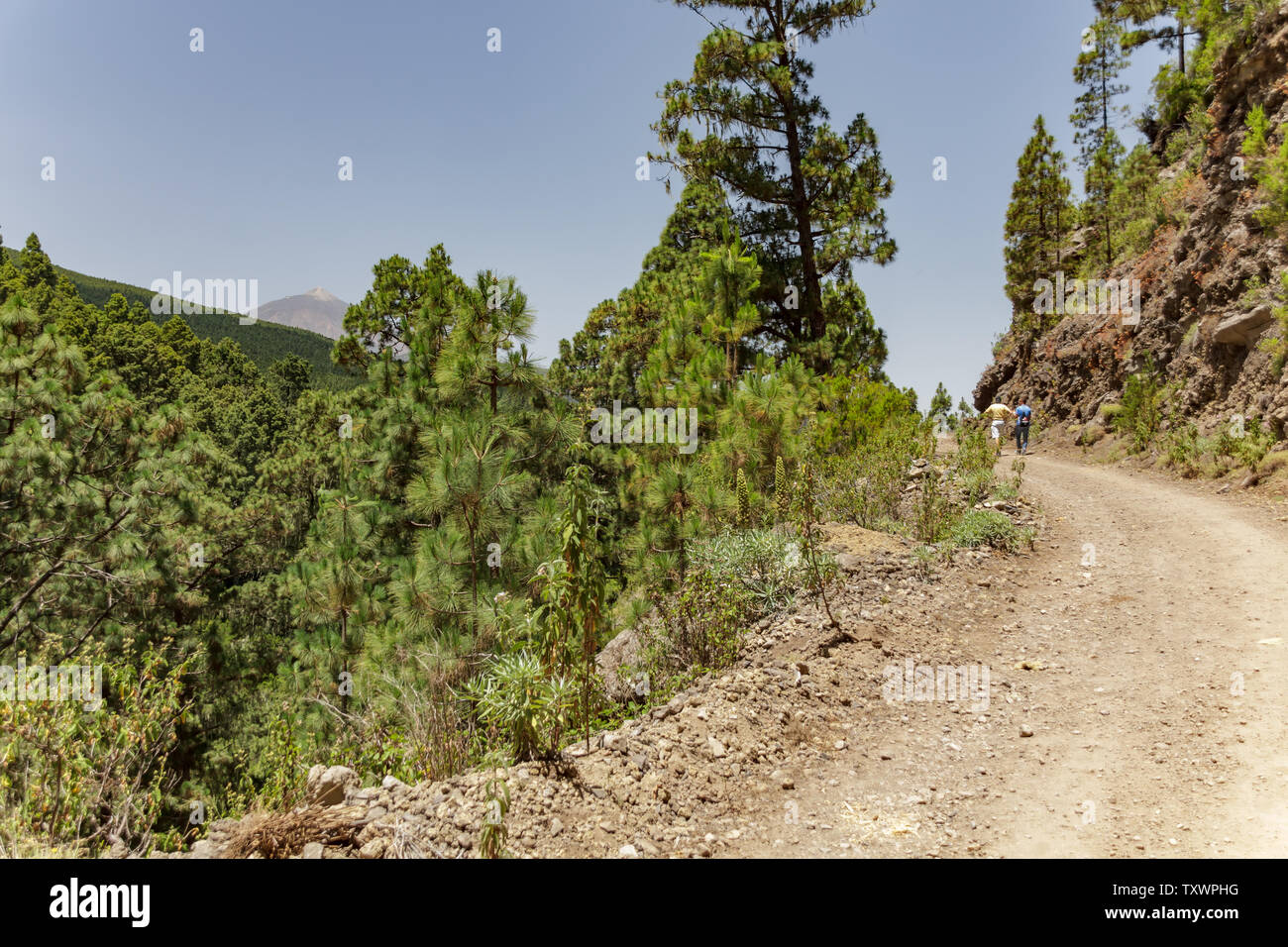 Stony path at upland surrounded by pine trees at sunny day. Clear blue ...