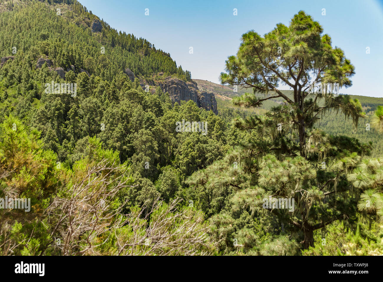 Stony path at upland surrounded by pine trees at sunny day. Clear blue ...