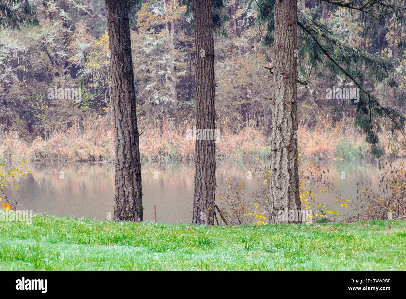 Beautiful scenery of a forest Stock Photo - Alamy