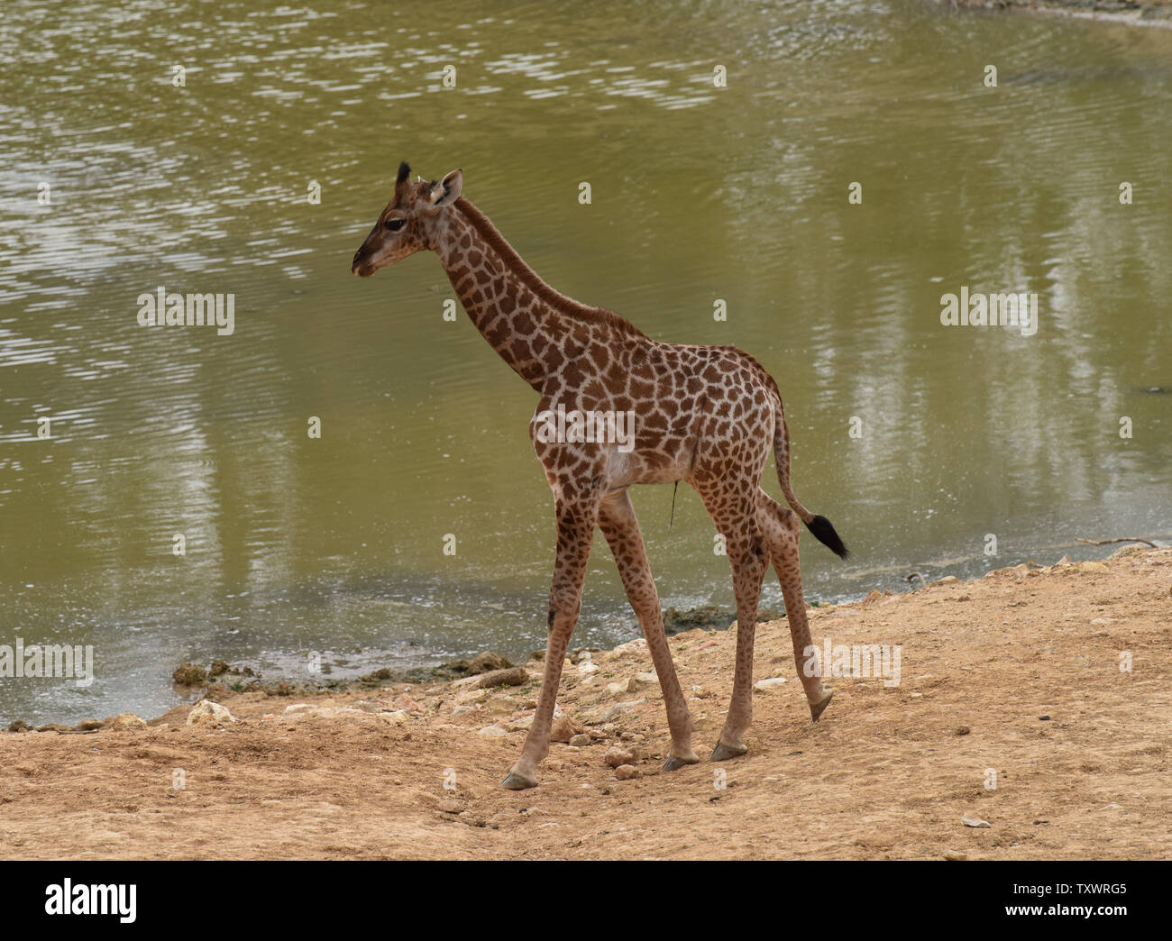 Birth marks hi-res stock photography and images - Alamy
