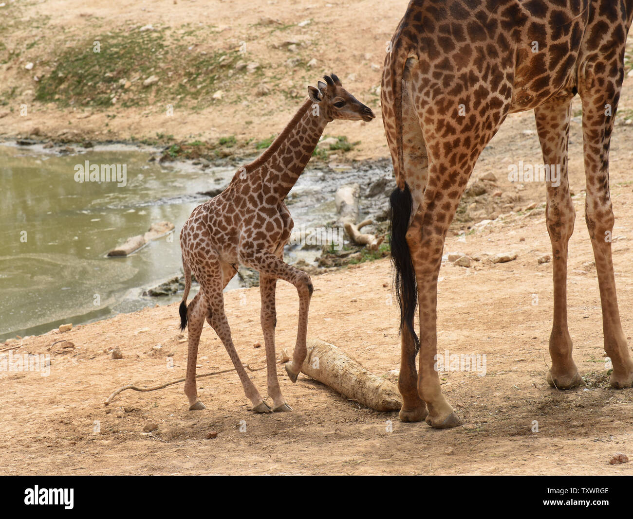 Birth marks hi-res stock photography and images - Alamy