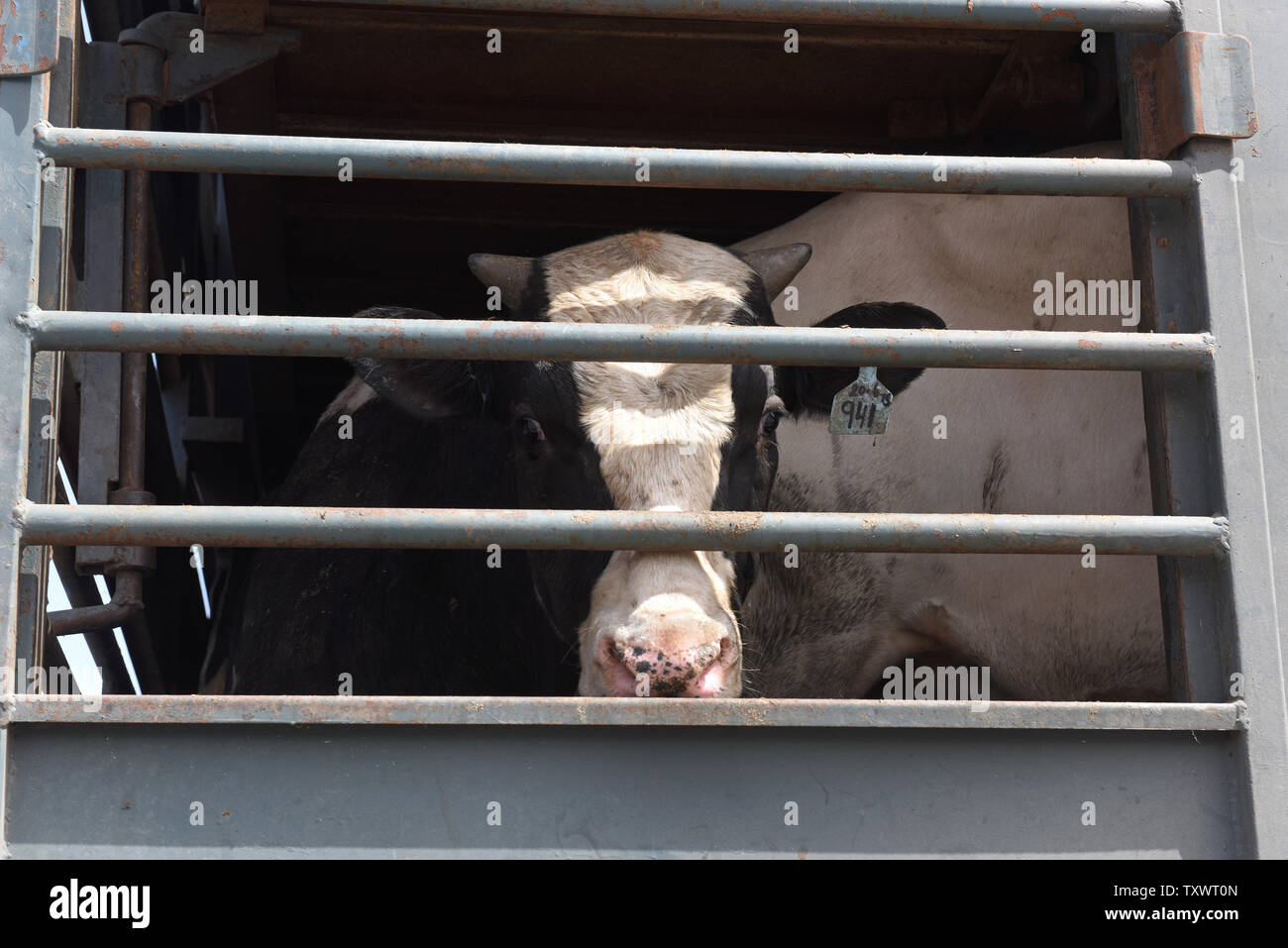 Israeli cattle hi-res stock photography and images - Alamy