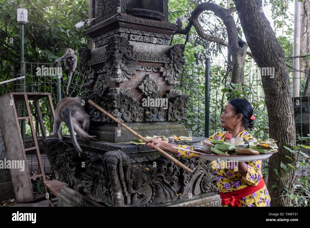 Monkey Chase High Resolution Stock Photography and Images - Alamy