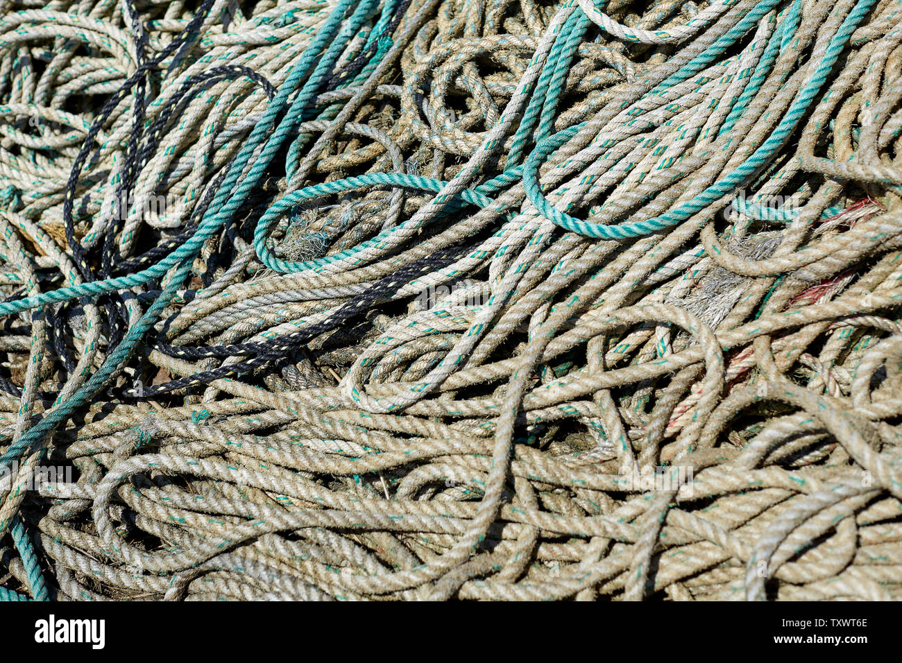 Rope worm hi-res stock photography and images - Alamy