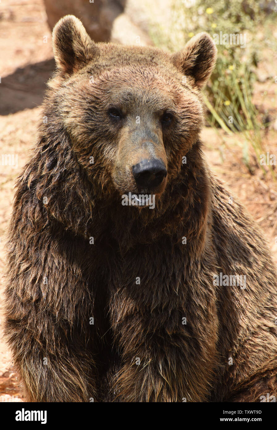 An Asian Syrian brown bear waits to be fed frozen fruit and vegetables ...