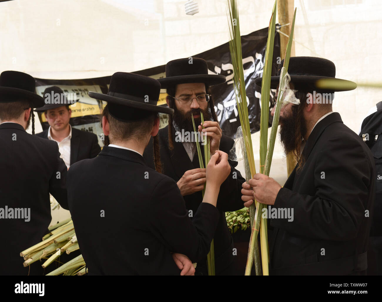 An Ultra-Orthodox Jew inspect a lulav, a frond from the date palm, used ...