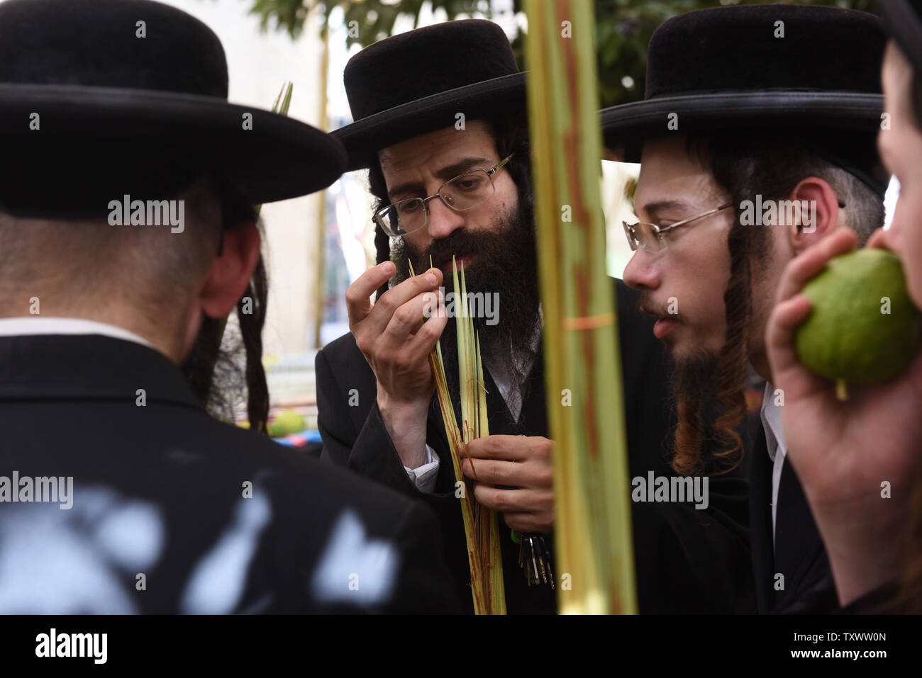 An Orthodox Jew inspects a lulav,used during the celebration of Sukkot ...