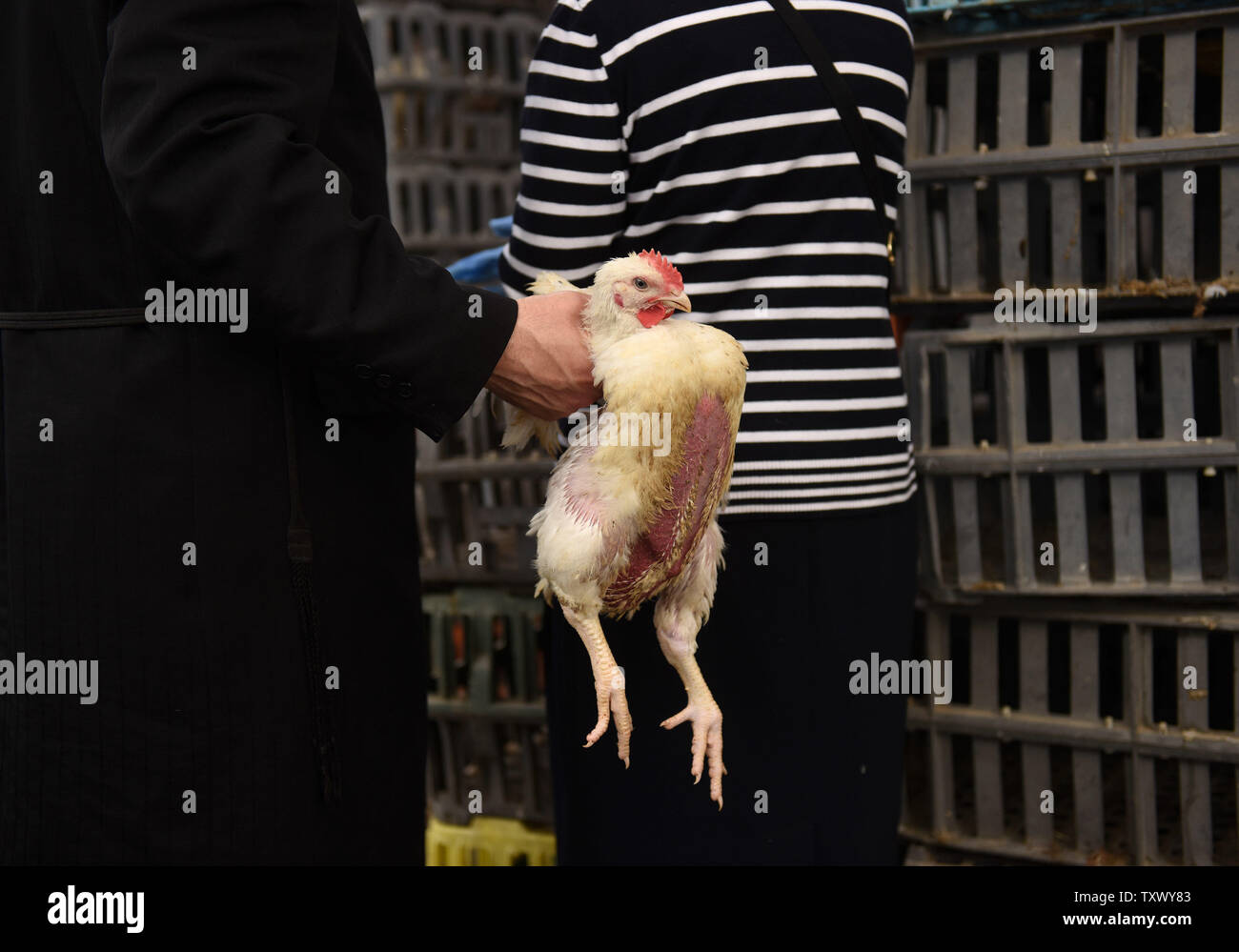 An Ultra-Orthodox Jew holds a chicken as part of the Kaparot ritual ...