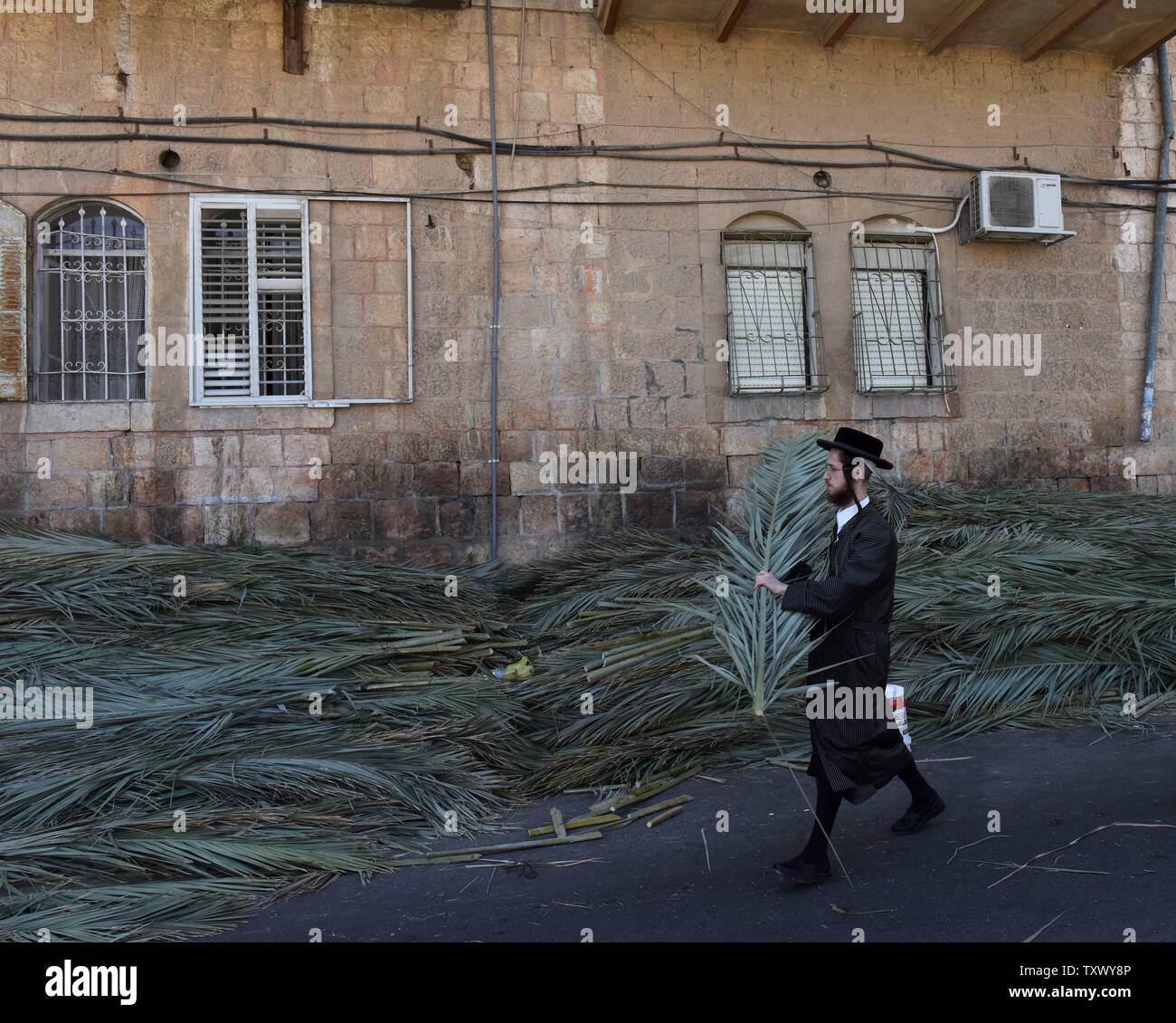 An Ultra-Orthodox Jew carries a palm branch for the roof of the sukkah ...