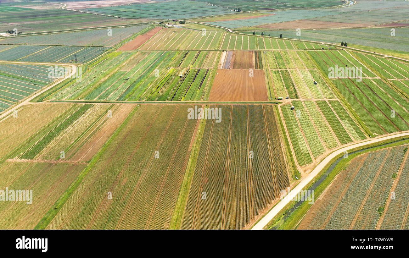 Green fields aerial view before harvest at summer. farm land with ...