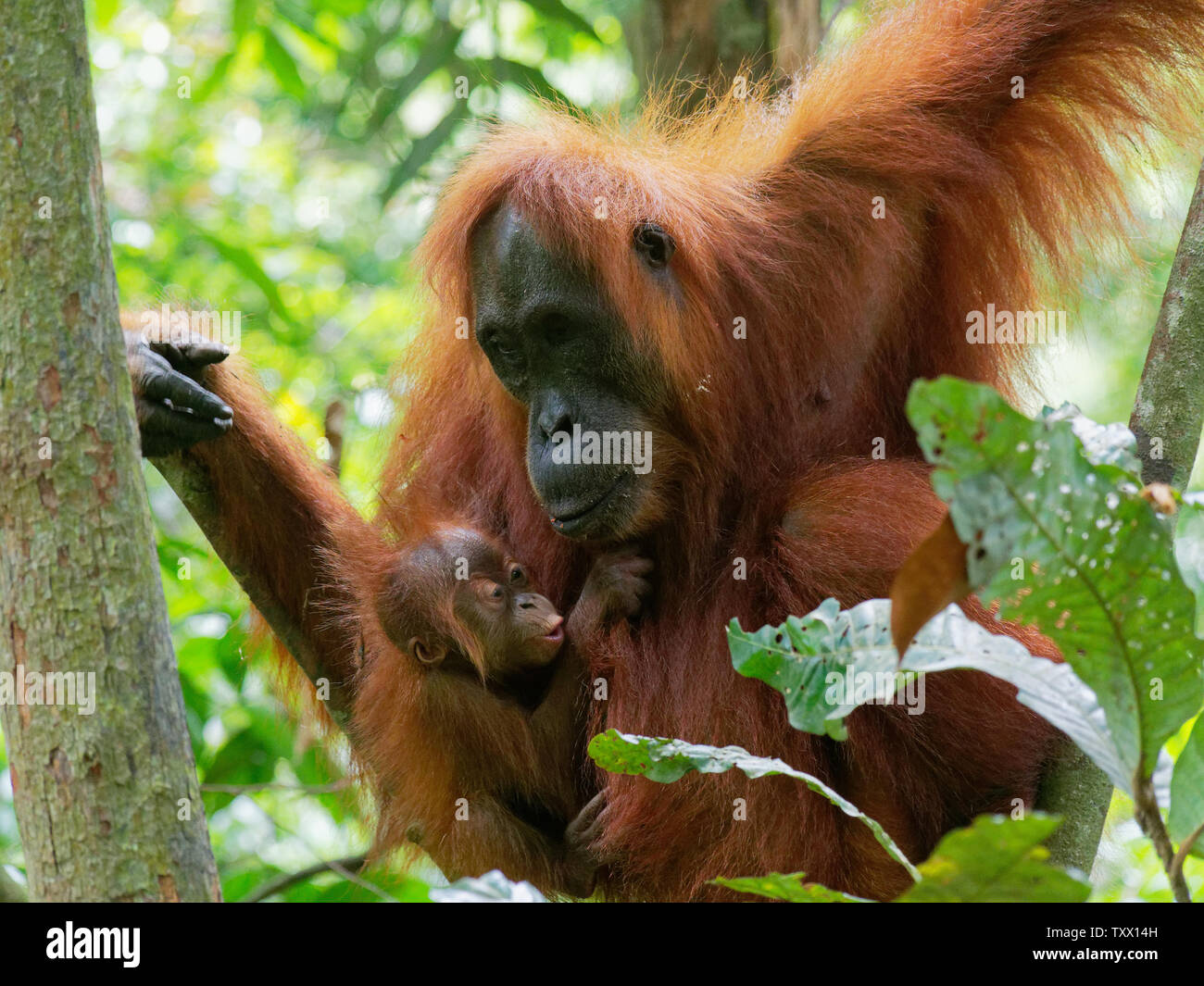 Adult utan hi-res stock photography and images - Alamy