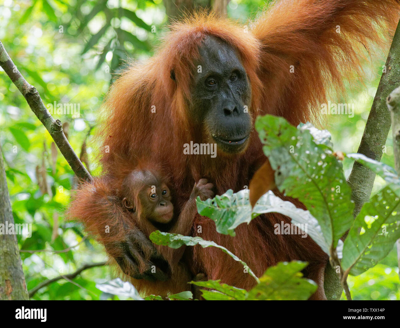 orangutan mother with littile child Stock Photo - Alamy