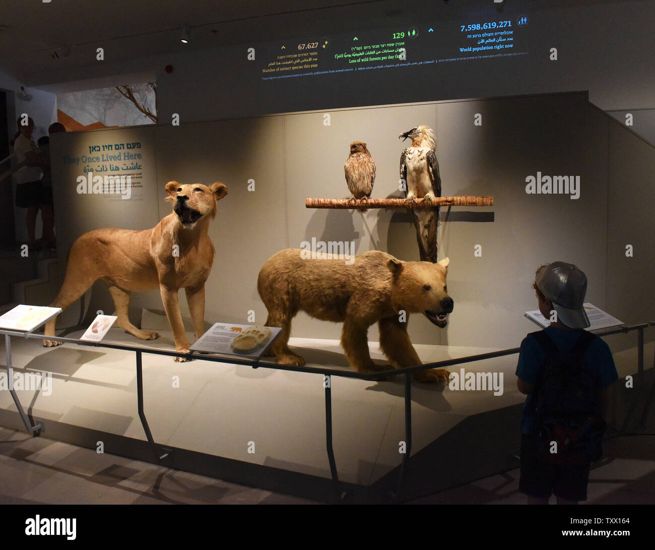 A boy looks at stuffed animals on display in the newly opened ...