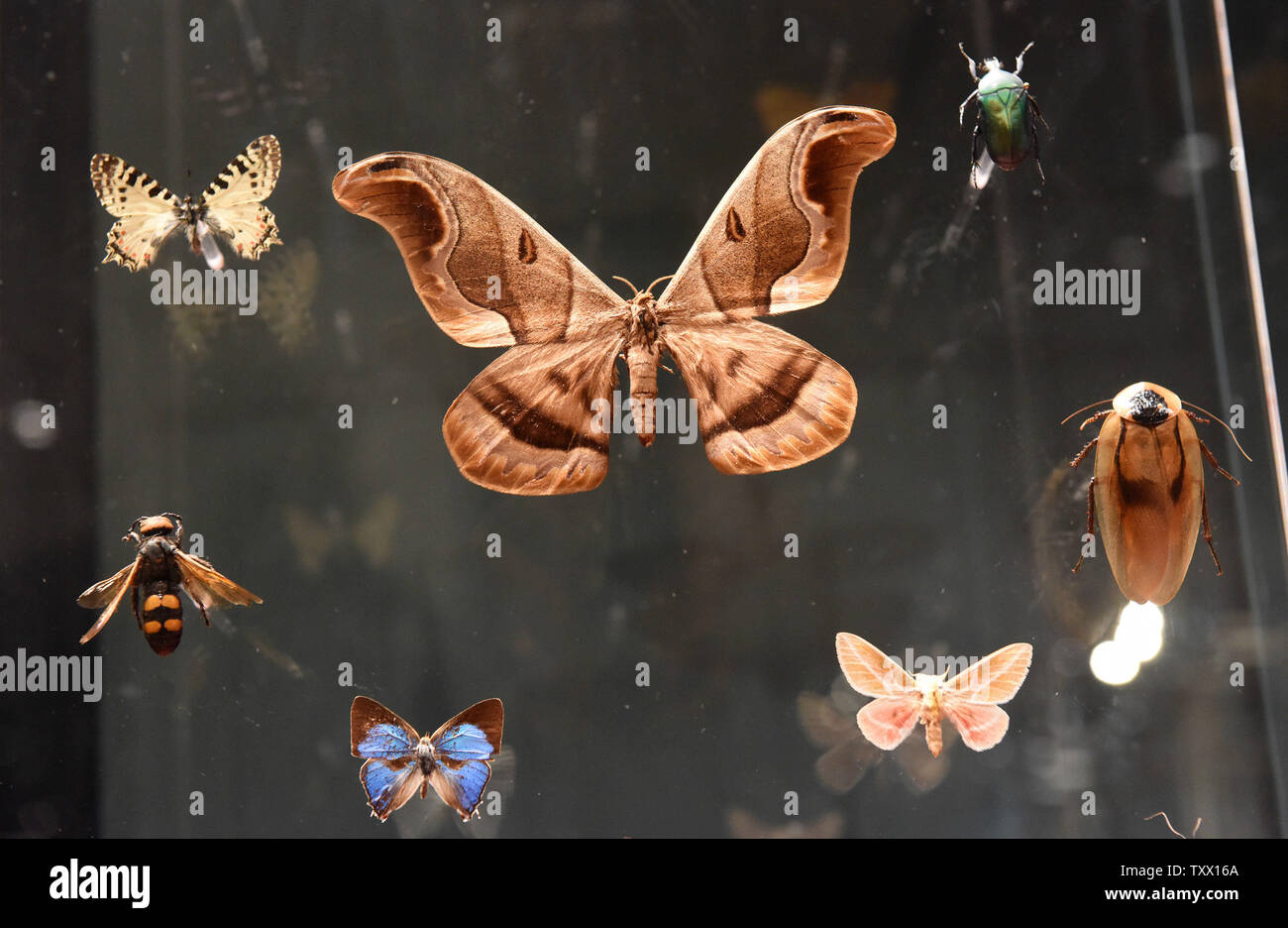 Middle east insects hi-res stock photography and images - Alamy