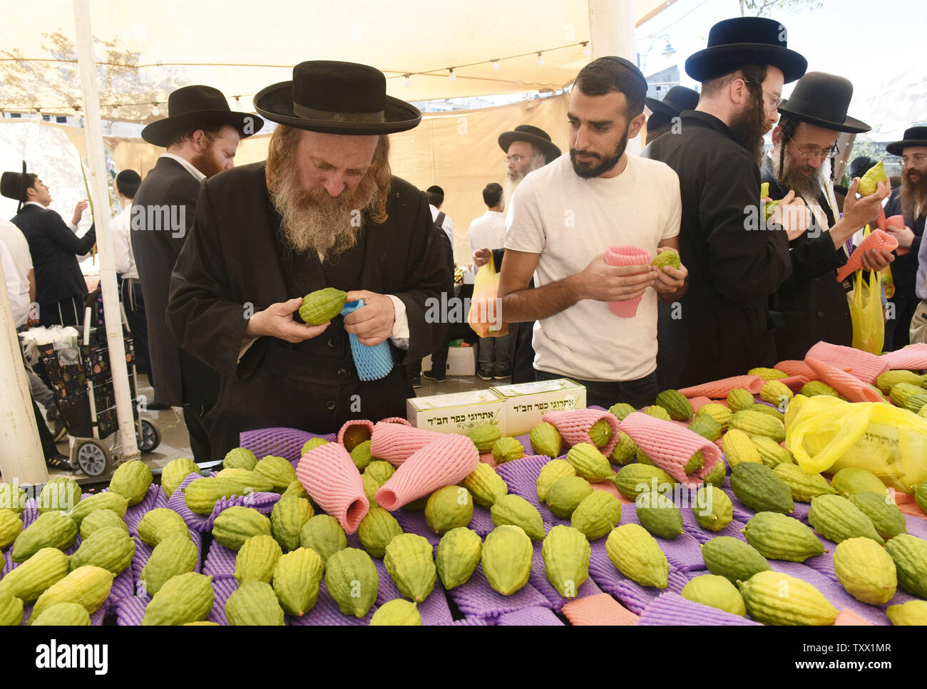 An Ultra-Orthodox Jew inspects an etrog, one of the four species, used ...