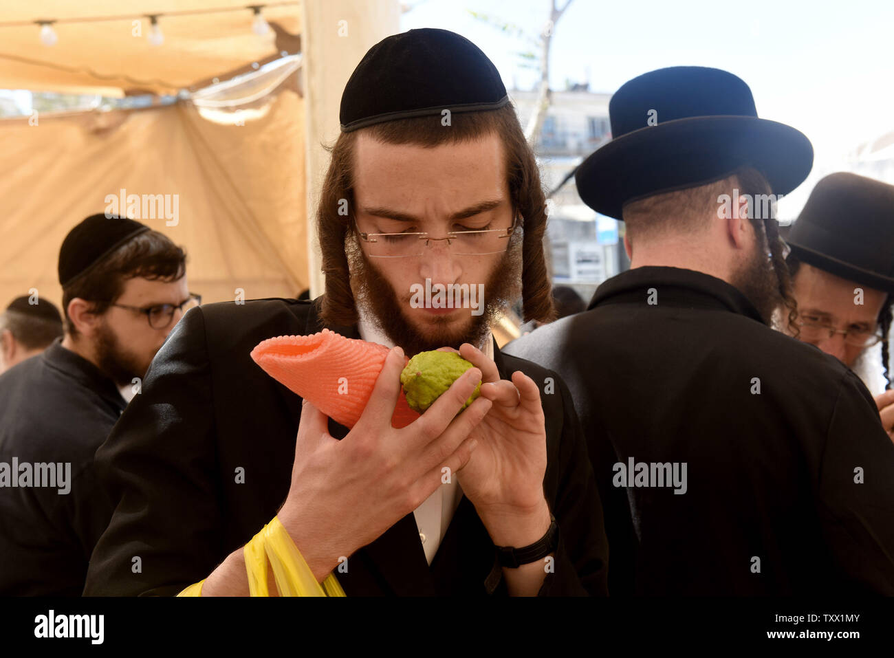 An Ultra-Orthodox Jew inspects an etrog, one of the four species, used ...