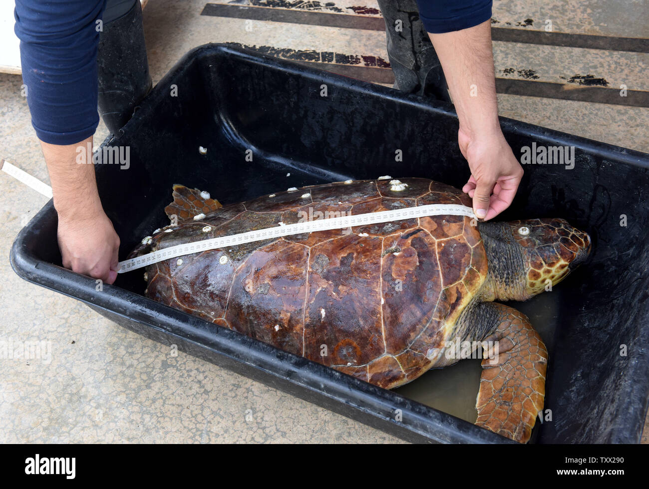 A workers measures an injured loggerhead sea turtle at the Israel Sea ...