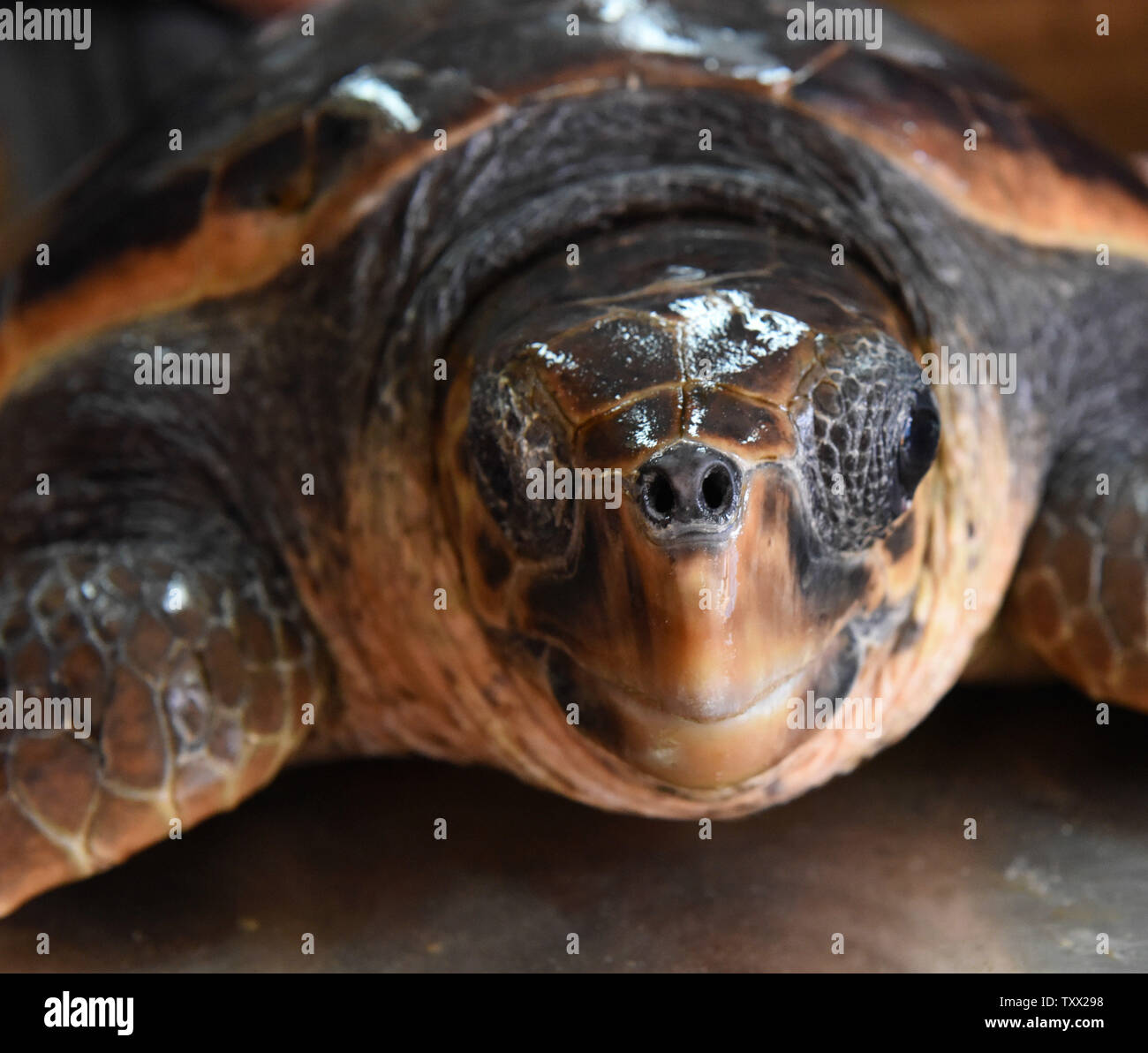 A close-up of an injured loggerhead sea turtle at the Israel Sea Turtle ...