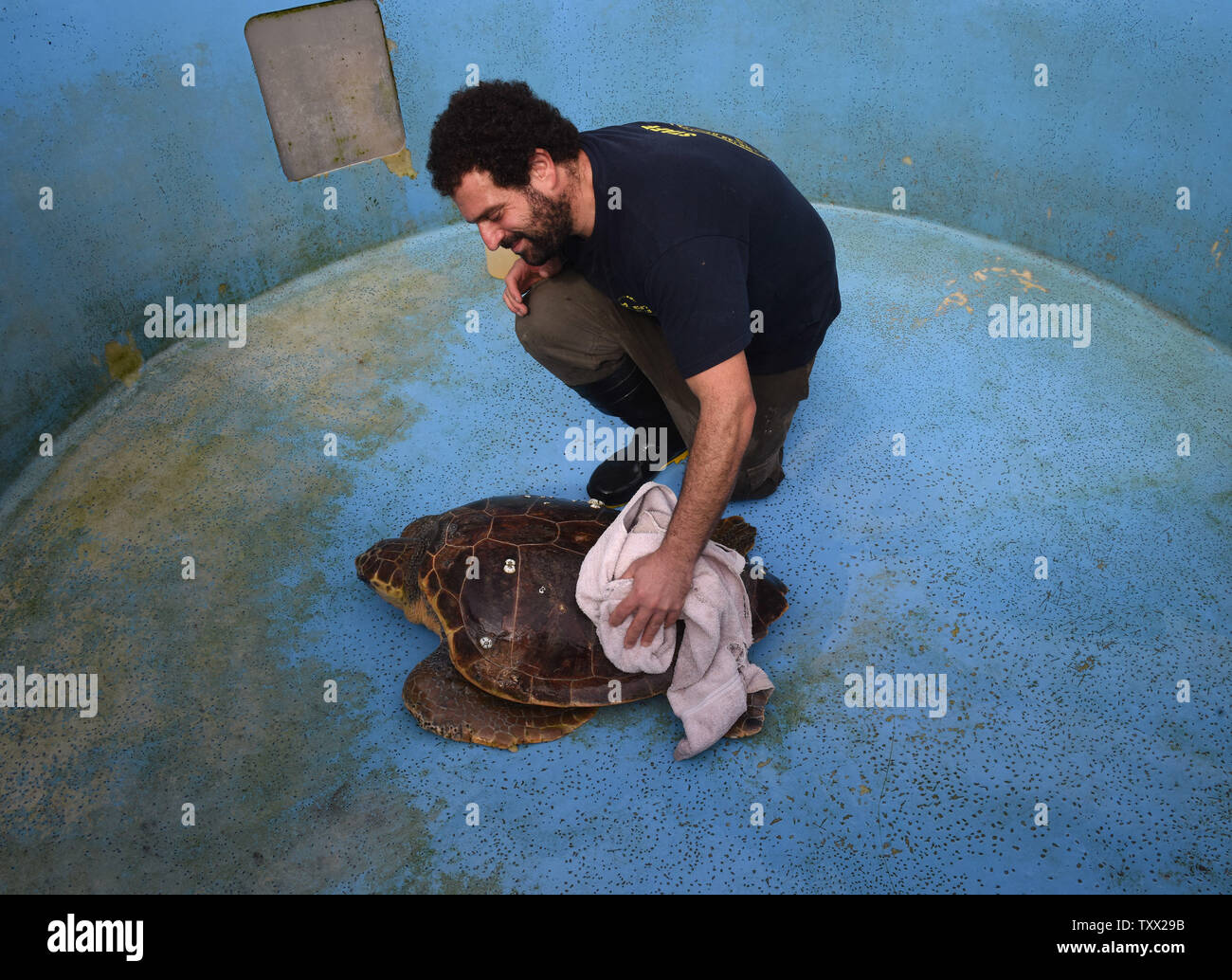 Loggerhead sea turtle satellite tracking hi-res stock photography and ...