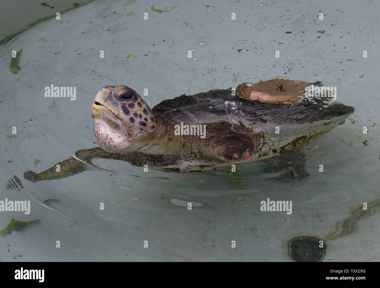 An injured loggerhead sea turtle, missing two limbs, is seen in a tank ...