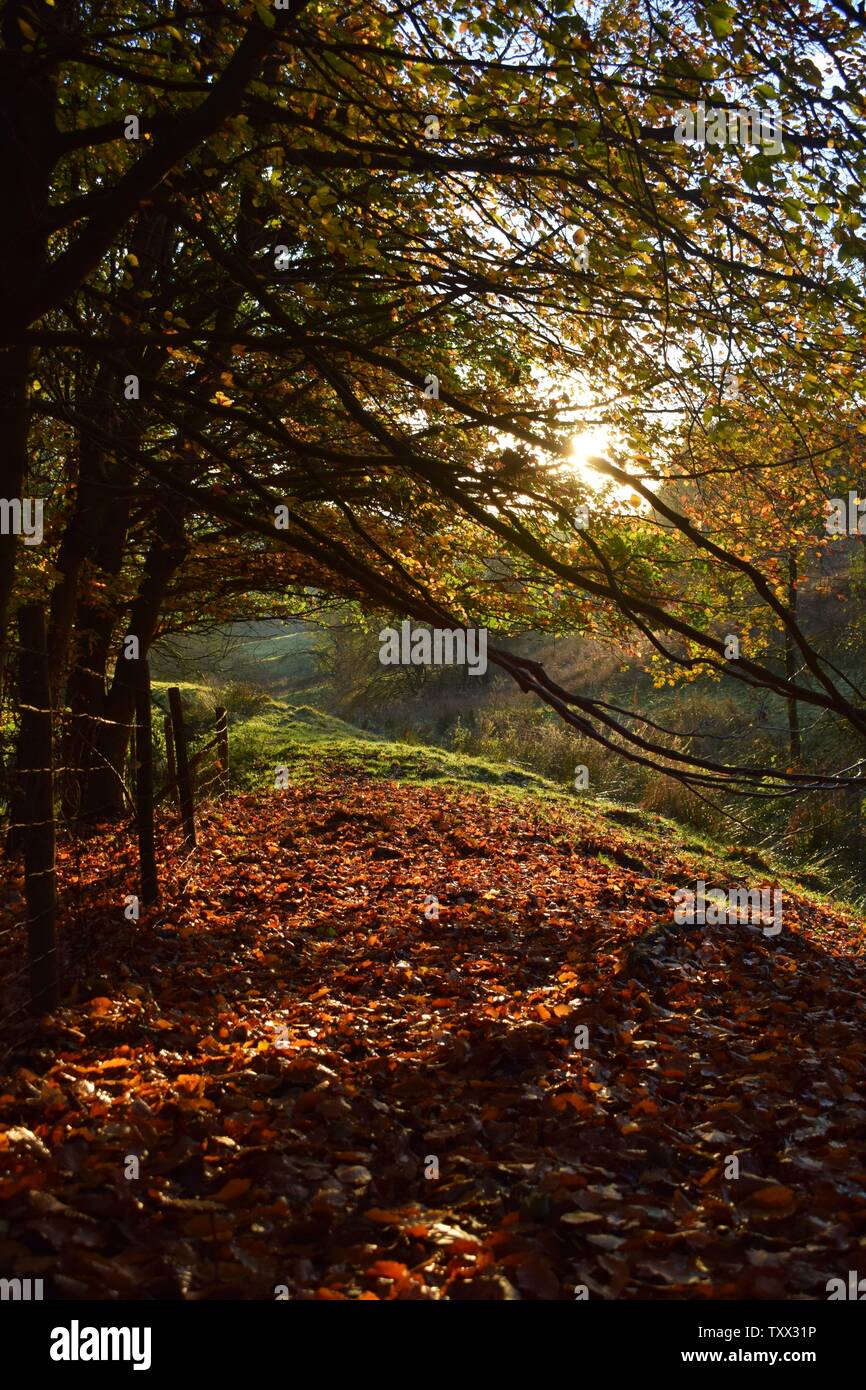 Sunbeam through autumn branches hi-res stock photography and images - Alamy
