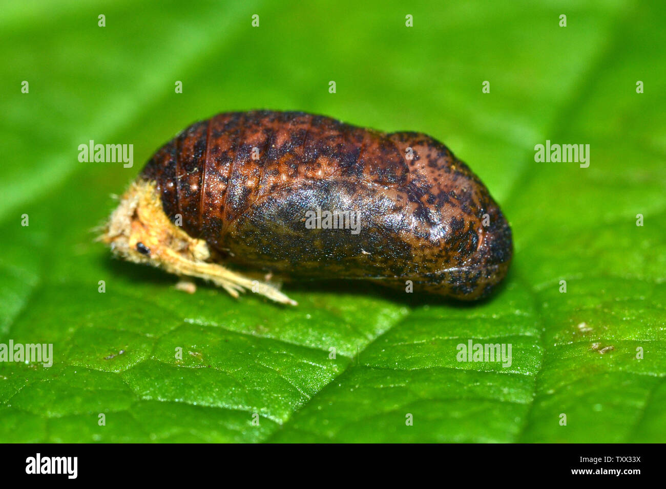 Wych elm black white hi-res stock photography and images - Alamy