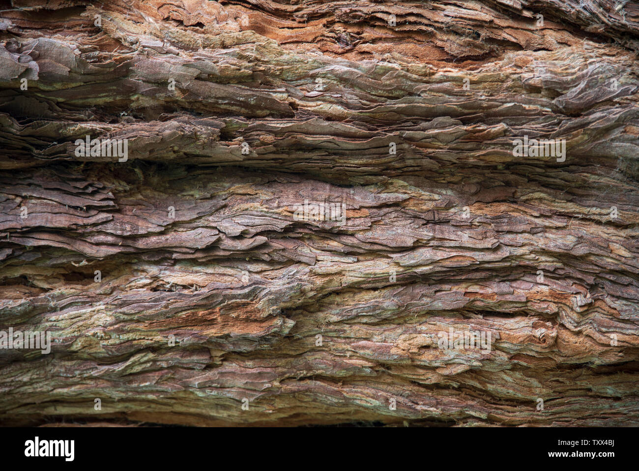 Vintage sequoia tree hi-res stock photography and images - Alamy