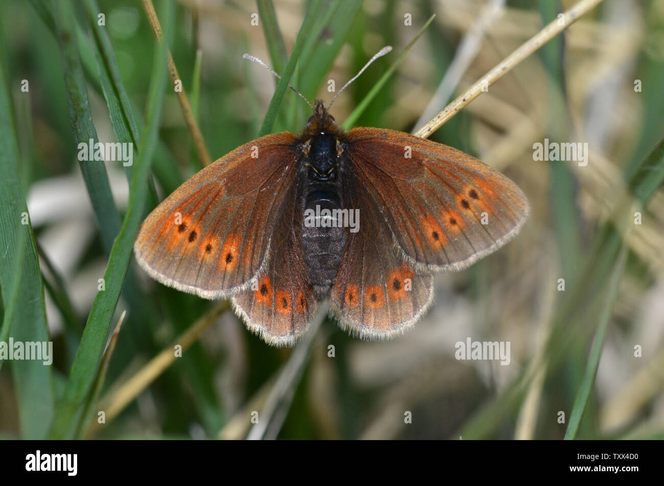 Female Ringlet Butterfly High Resolution Stock Photography and Images ...