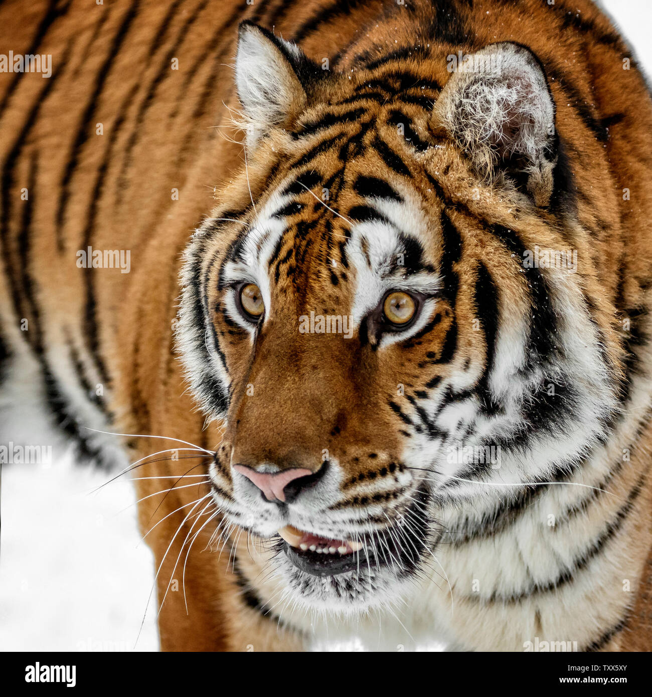 The tiger is the largest of the big cats and can be to 11 ft and up to ...