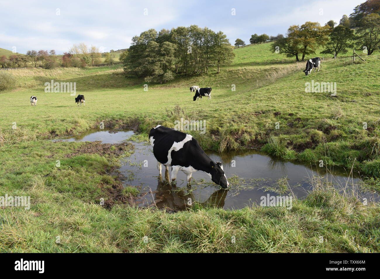 Farm animal drinking water hi-res stock photography and images - Alamy