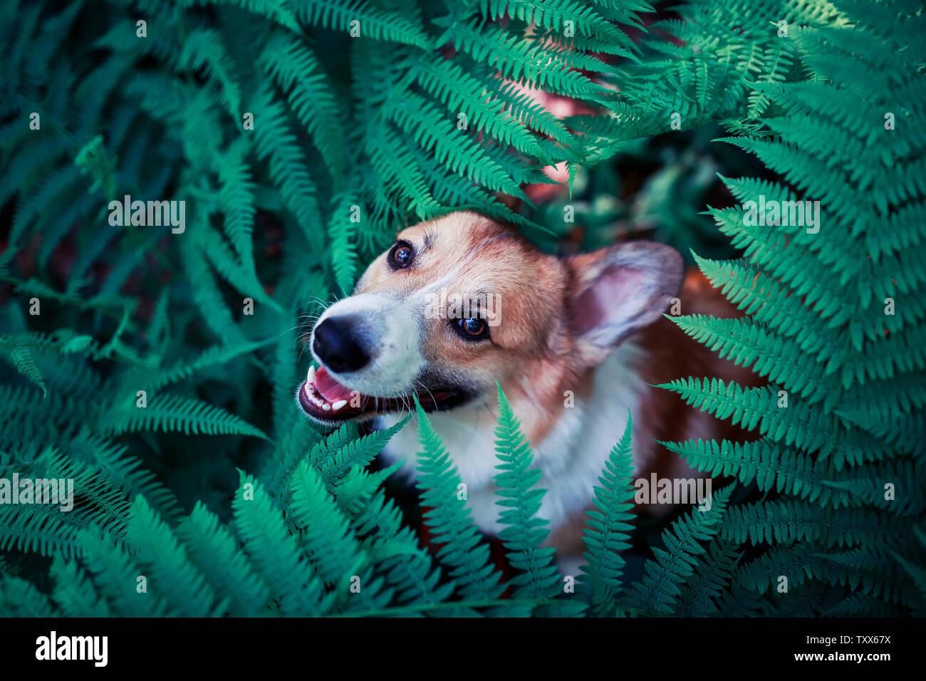 Thick overgrowth hi-res stock photography and images - Alamy
