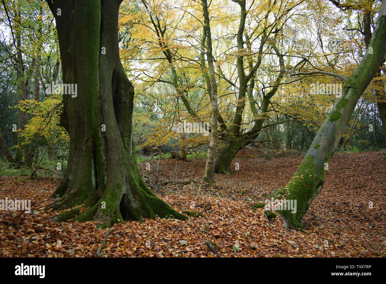 Beautiful old trees growing hi-res stock photography and images - Alamy