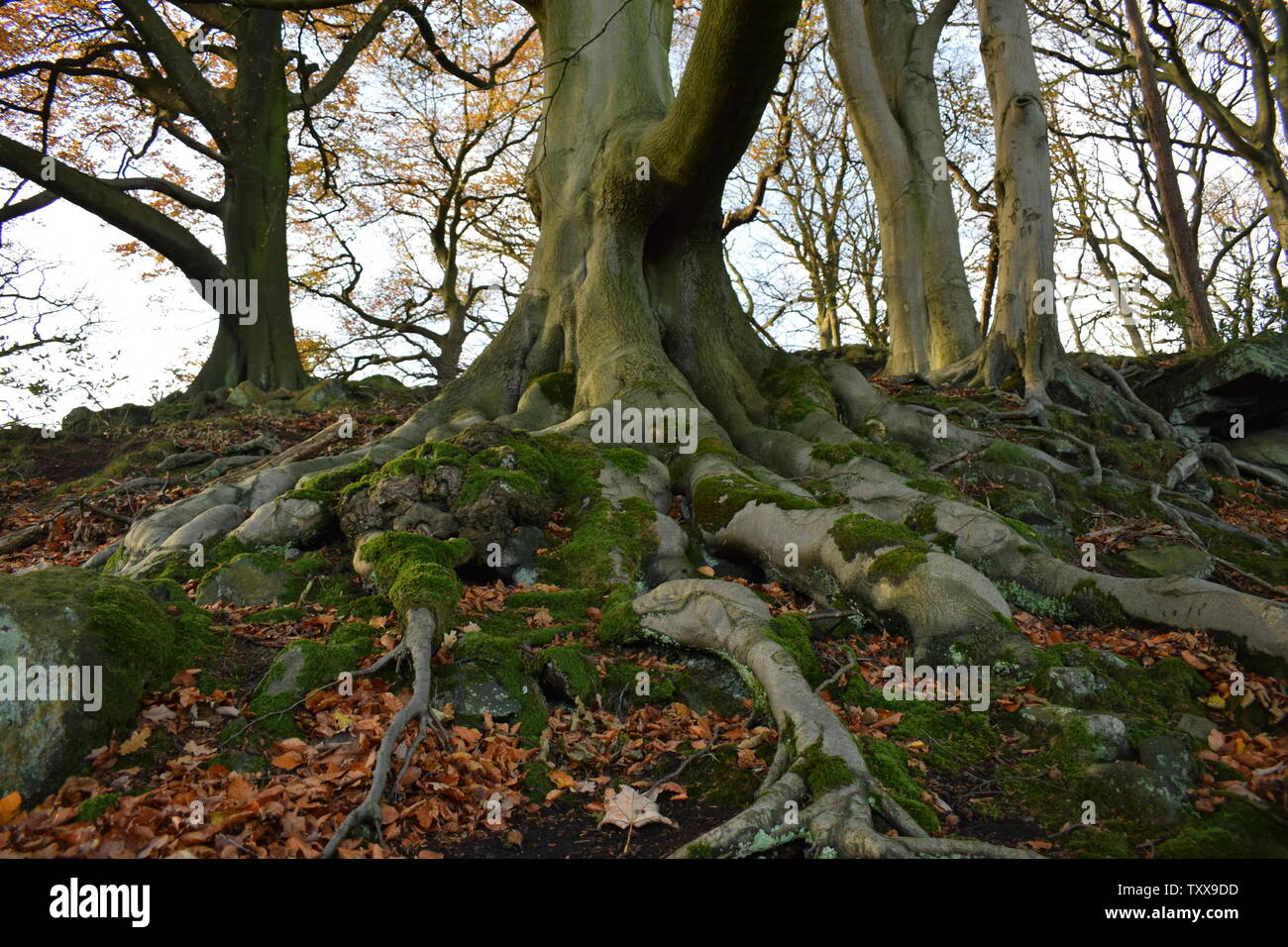 The lifecycle of trees hi-res stock photography and images - Alamy