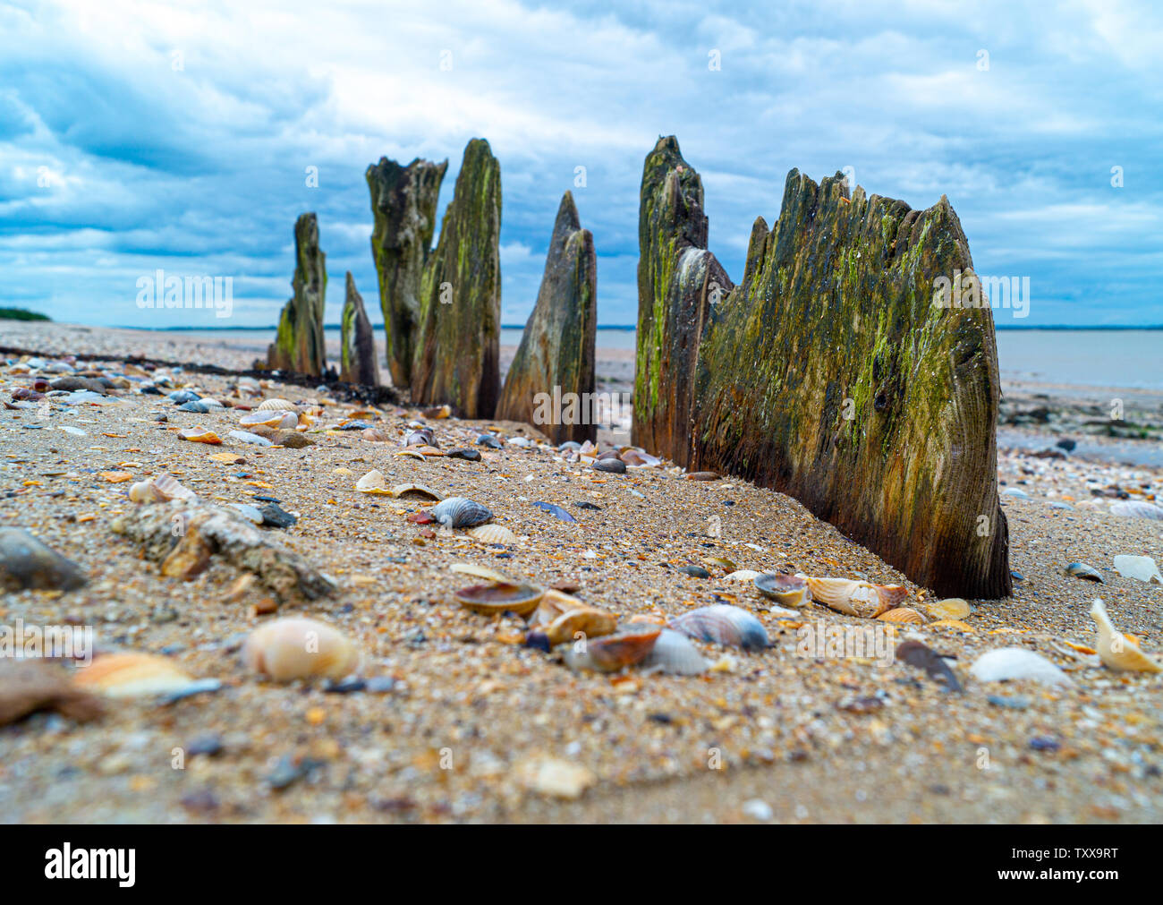 The remains of a wooden ship and moorings buried in sand and forming ...
