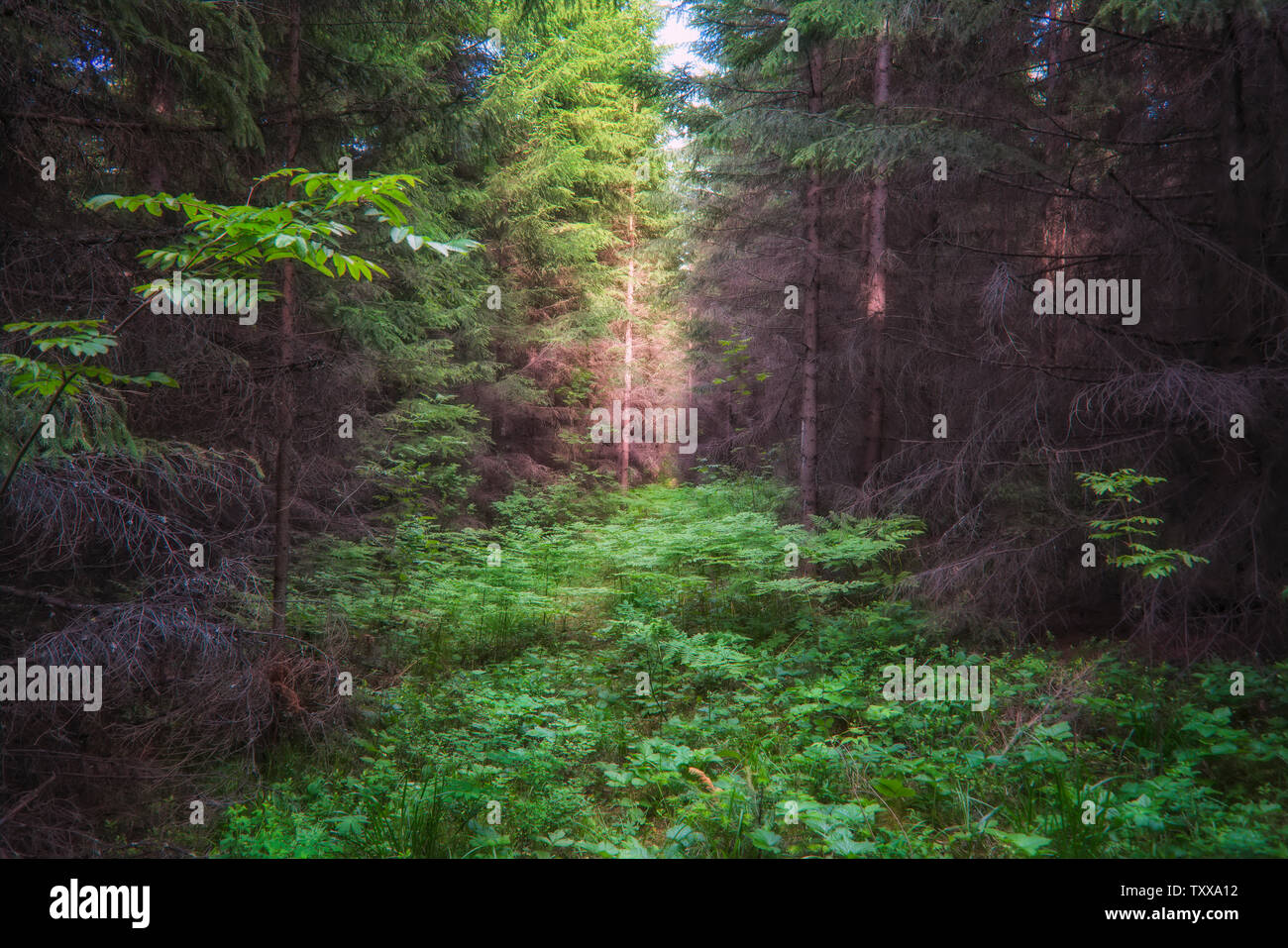 Dark mossy forest trees background. Mossy forest trees view. Wilderness ...