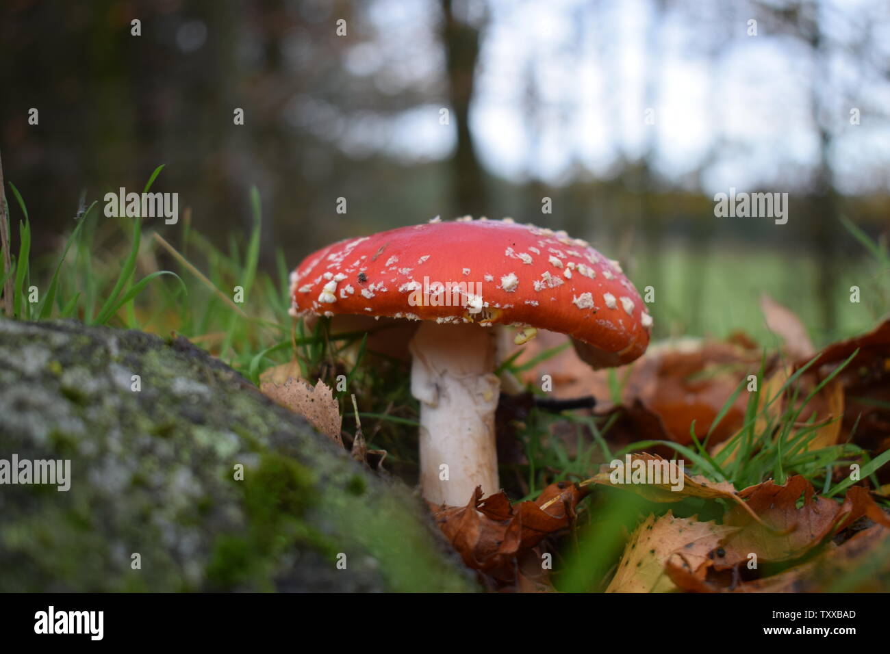 Toadstool spores hi-res stock photography and images - Alamy