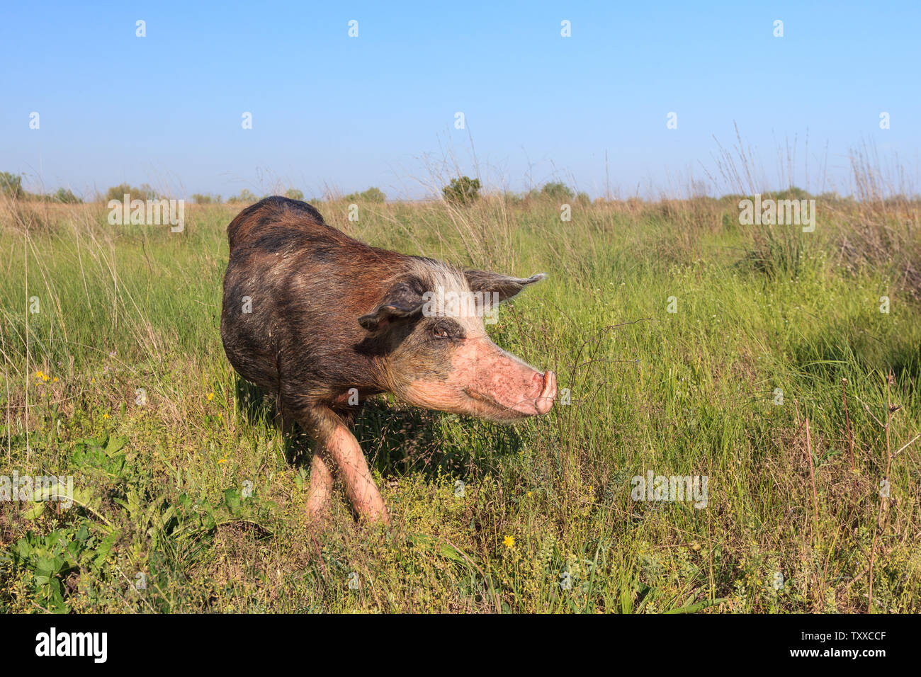 Pig romania hi-res stock photography and images - Alamy