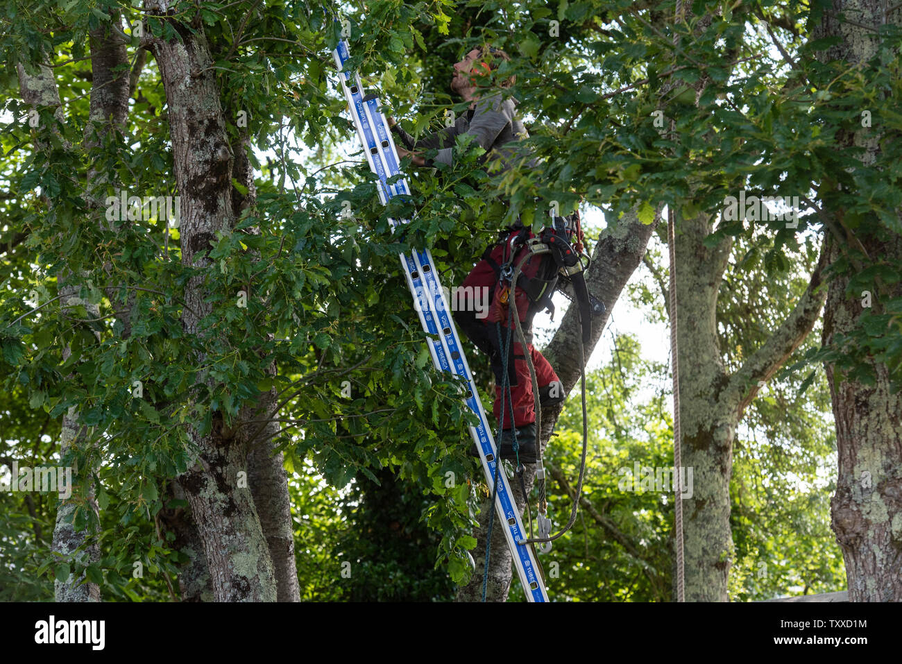 Tree surgeons tools hi-res stock photography and images - Alamy