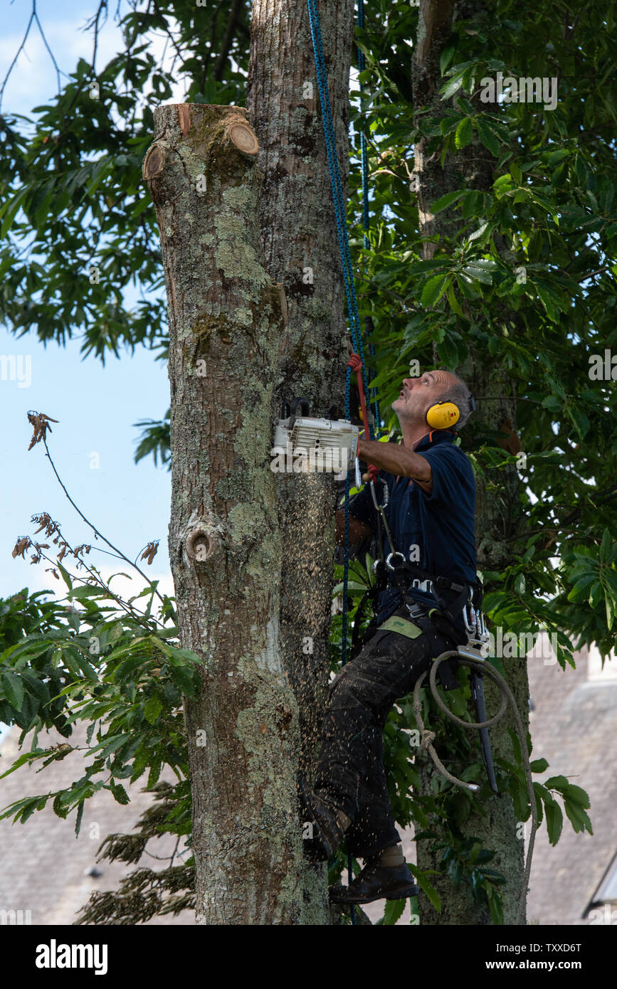 Tree surgeons tools hi-res stock photography and images - Alamy