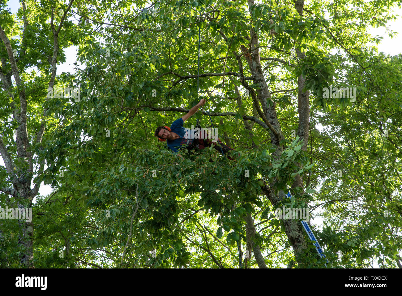 Tree surgeons tools hi-res stock photography and images - Alamy