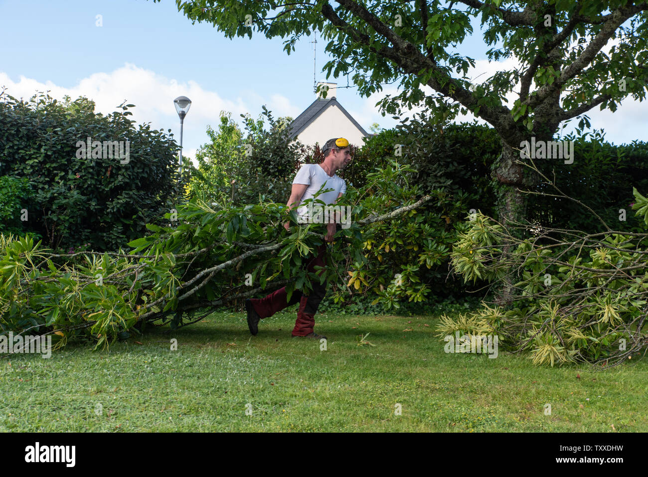 Tree surgeons tools hi-res stock photography and images - Alamy
