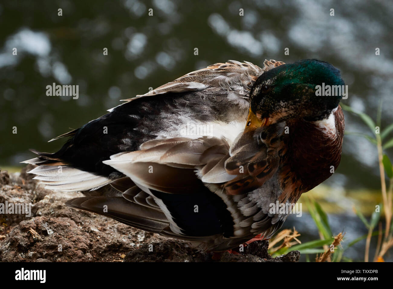 Wildfowl in the Municiple garden Funchal, Madeira, Portugal, European ...