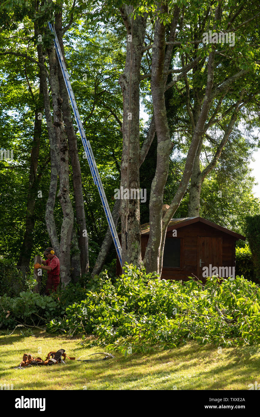 Tree surgeons tools hi-res stock photography and images - Alamy